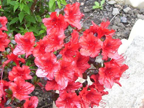 Plants 6 By Gillyuk On Deviantart