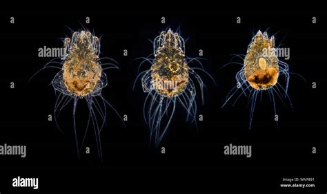What Are Storage Mites At Christy Nathan Blog