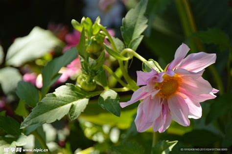 小丽花摄影图花草生物世界摄影图库昵图网