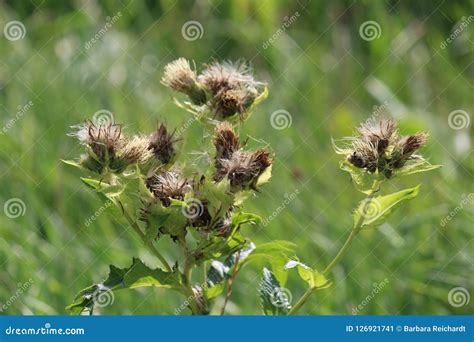 Fiore Appassito Immagine Stock Immagine Di Flora Caduta 126921741