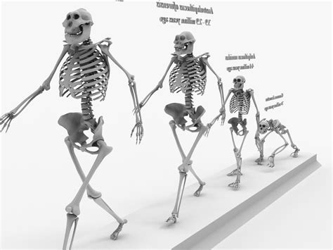 3d Skeleton Evolution Darwin Turbosquid 1428005