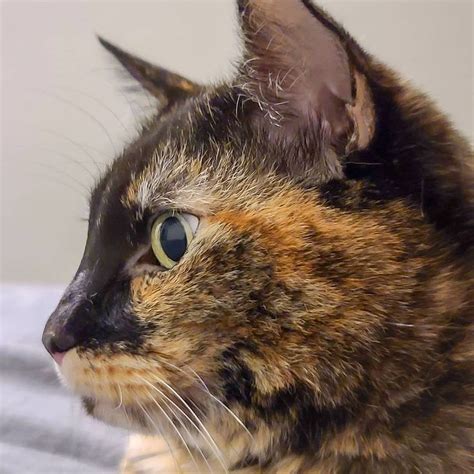Creamsicles Side Profile A Tortie Cat Photo