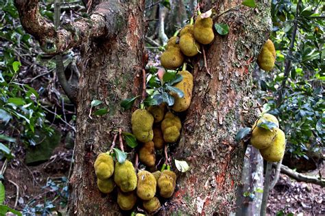 60000 Free Jack Fruit And Jackfruit Images Pixabay
