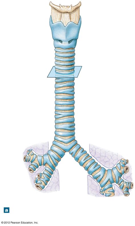 Trachea Anterior View Diagram Quizlet