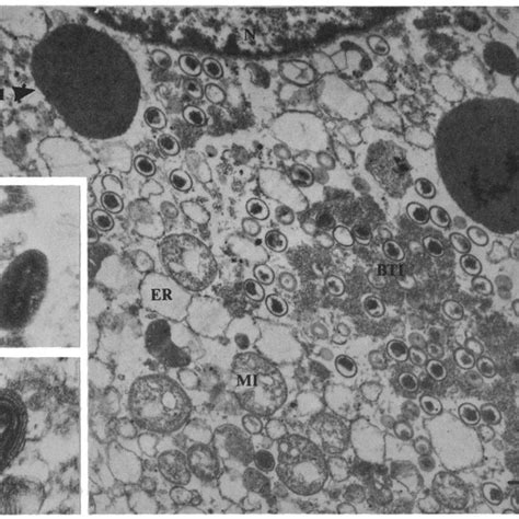 Cross Neutralization Of Erpv Vaccinand Virus And Ectromelia Virus Using