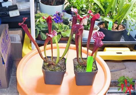 Peacock Plant Care 6 Growth Tips For Beginners