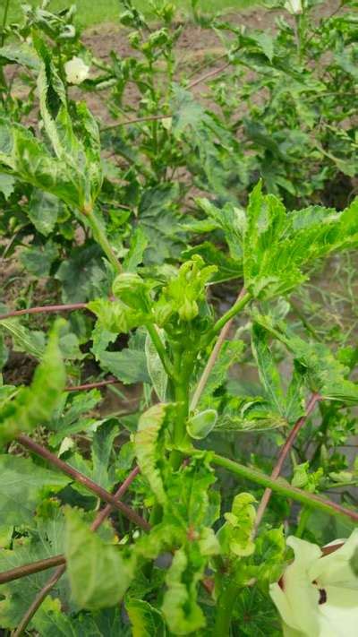 Lady Finger Aaku Mudata Tella Doma సంఘం ప్లాంటిక్స్