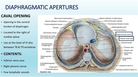 Diaphragm Accessory Muscles Of Respiration Thoracic Ductpptx