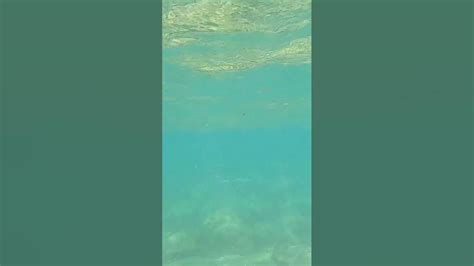 How Many Cornetfish Can You Spot Hawaii Nature Youtube