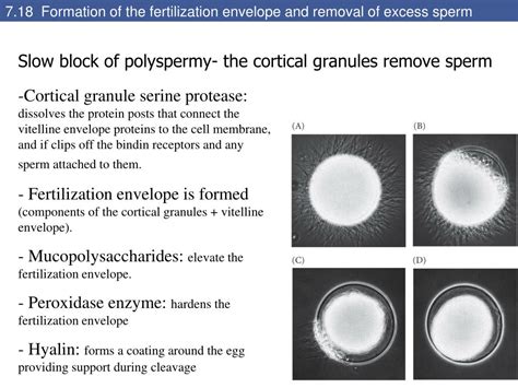 Ppt Fertilization Powerpoint Presentation Free Download Id6198421