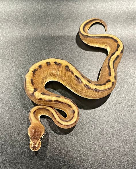 Genetic Stripe Ball Python By Concept Reptile Morphmarket