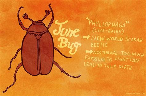June Bug Fun Facts About Animals