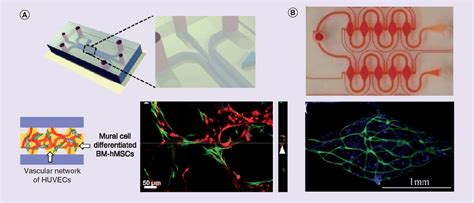 Figure 3 From Advances In On Chip Vascularization Semantic Scholar