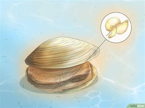 How Do Clams Reproduce Fertilization Life Cycle And More