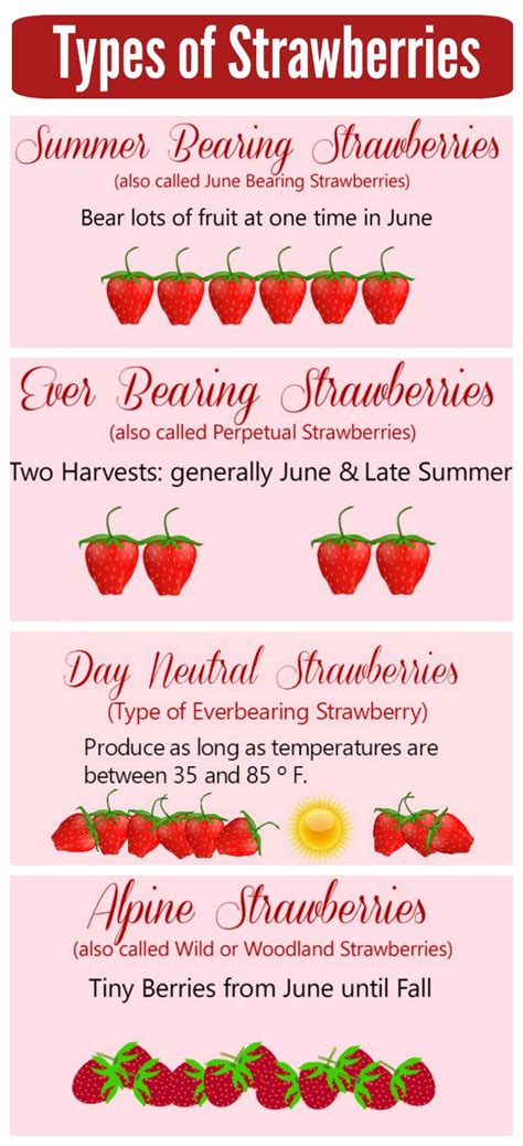 Growing Strawberries Tips And Tricks For Best Success