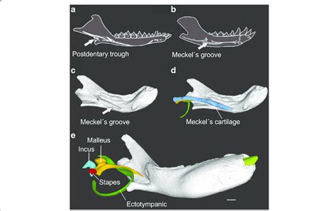 Dentary Of A Morganucodon With A Mandibular Middle Ear Based On The