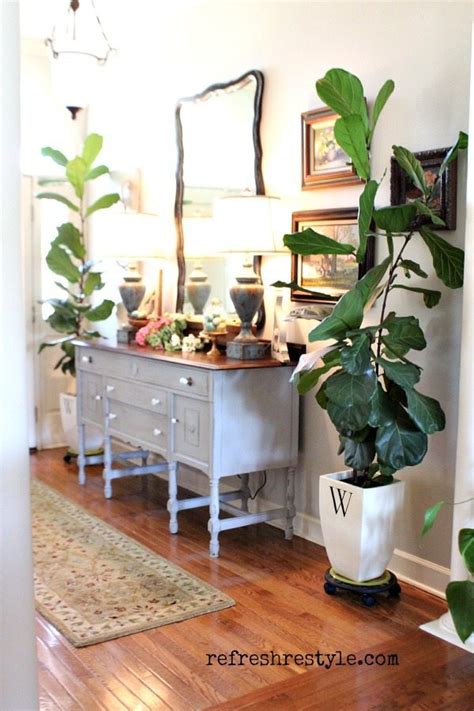 Fiddle Leaf Fig Knock Out Rose And The Hydrangea Refresh Restyle