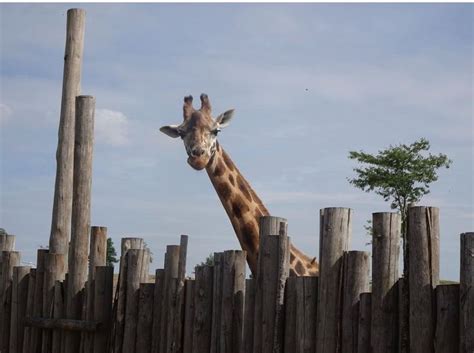 Giraf Staring Straight Into The Camera Wildlife Photography Safari