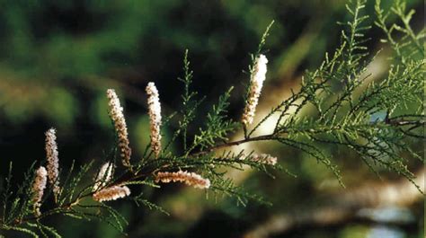 花榈木 百草良方