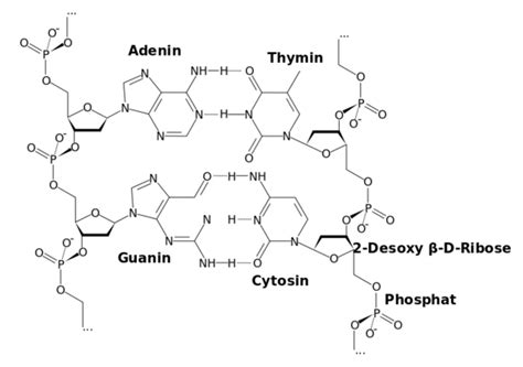 Wo Befindet Sich Das Ester In Diesem Dna Schule Sex Deutschland