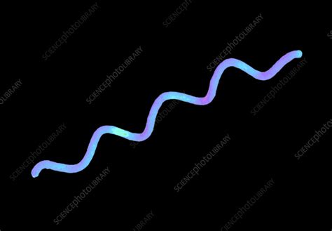 Spiral Bacteria Spirillum Volutans Sem Stock Image C0051628 Science Photo Library