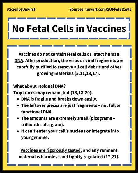 Vaccines Do Not Contain Aborted Fetal Tissue Scienceupfirst