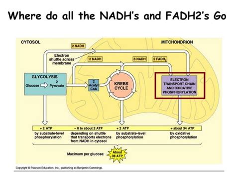 Tca Cycle Ppt
