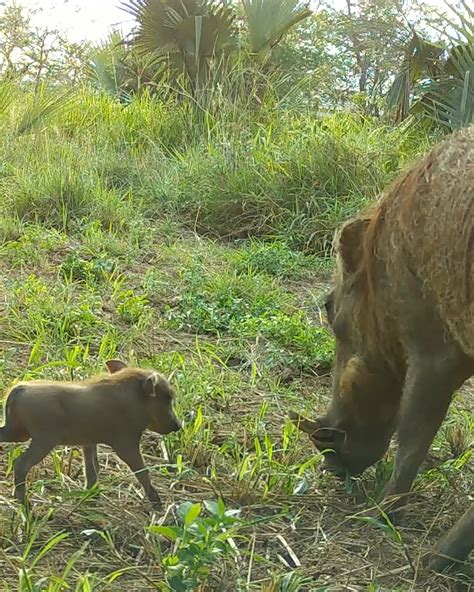 Rare Footage Of The Giant Pangolin 🎥 Our Conservationists In Uganda