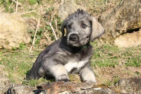 Irish Wolfhound The Complete Guide To The Irish Gentle Giant