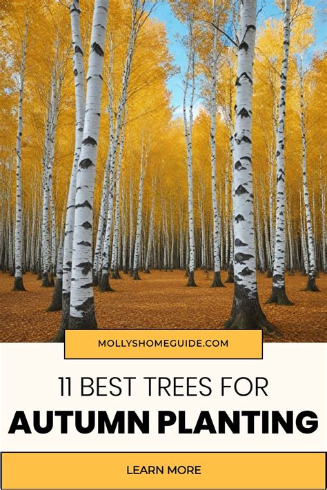 11 Best Trees For Autumn Planting Fall Color Trees Fast Growing