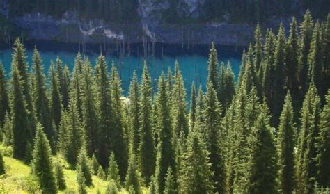 35 Types Of Spruce Trees And Shrubs For Landscaping Photos