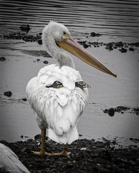 Winter Visitors To The Sepulveda Basin American White Pelicans San