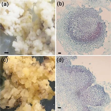 Two Types Of Callus And Their Paraffin Section Optical Microscope 10