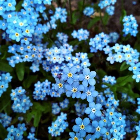 Forget Me Not Flowers Meaning