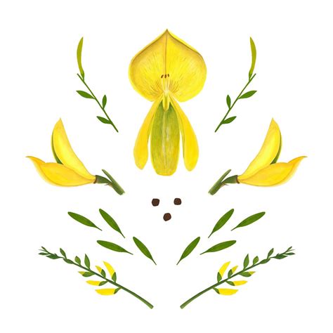 רותם כהן Youtube