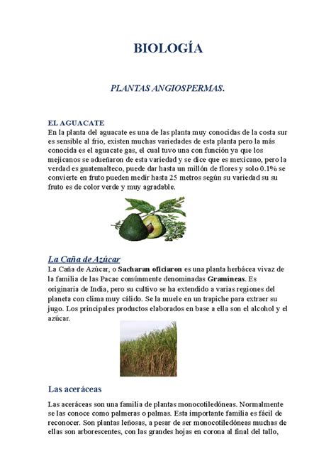 Biología BiologÍa Plantas Angiospermas El Aguacate En La Planta Del