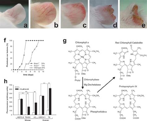 Phototoxicity And Transport Of Pheophorbide A A Normal Ear B