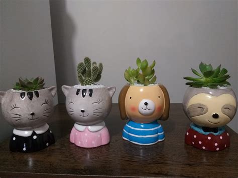 Cirlene Das Suculentas Da Ci