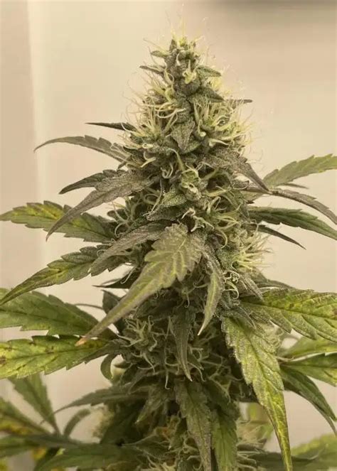 Methane Seeds By Gnome Automatics Growdiaries