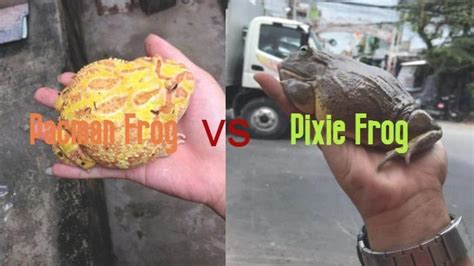 Pacman Frog Vs Pixie Frog Similarities And Differences