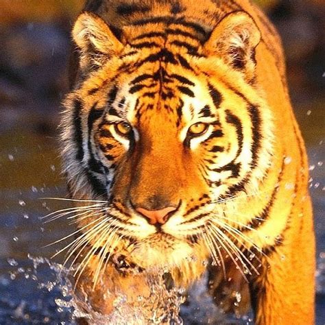 Nadia Mohammed Youtube