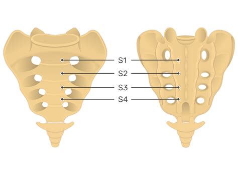 Anterior And Posterio View Of The Fourth Sacral Vertebra Spinal Nerve