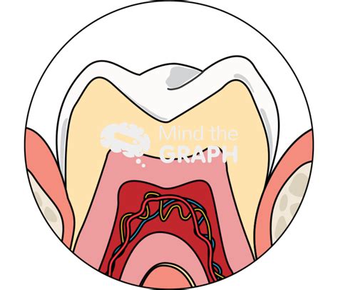 Free Tooth Structure Crown Zoom Icons Symbols Pictures And Images