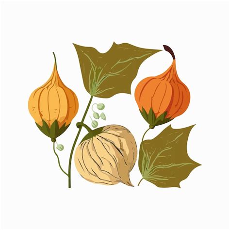 Premium Vector Vector Cute Physalis Cartoon Style
