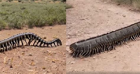 Arthropleura 8 Foot Long Millipede Real Or Fake In Arizona Best
