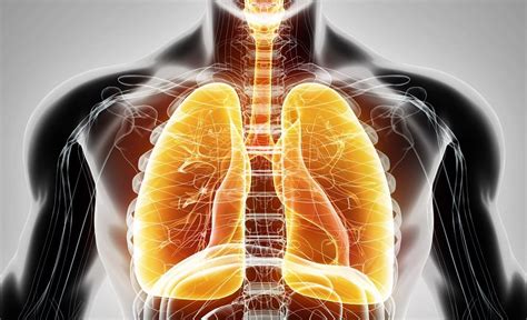 Researchers Report Breakthrough In Human Lung Regeneration Lifeboat
