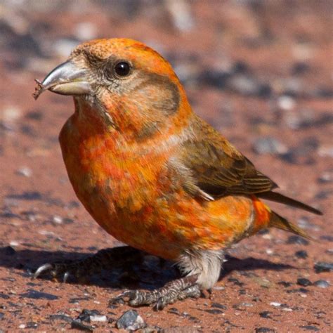 Species Selection Virginia Society Of Ornithology