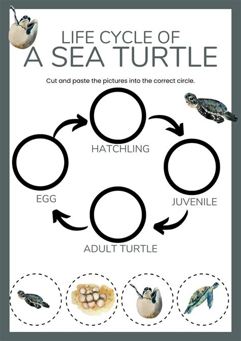 Sea Turtle Life Cycle Print Sequencing Activity Etsy