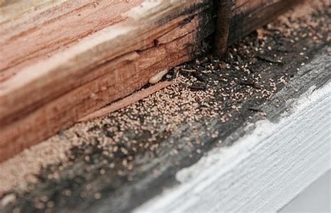 Do Termites Leave Droppings