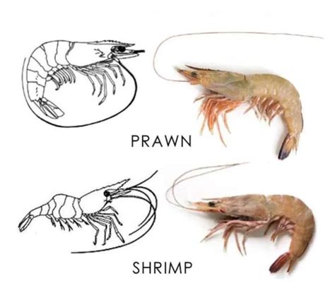Morphological Difference Between Shrimp And Prawn At Abigail Lester Blog